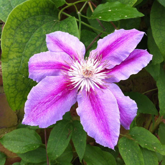 Clematis | Project Noah