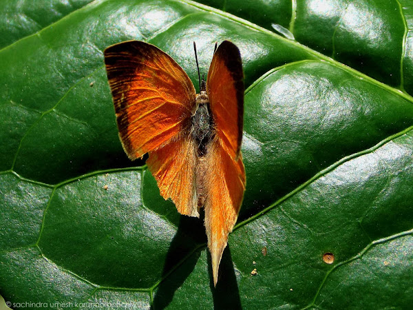 Yamfly | Project Noah