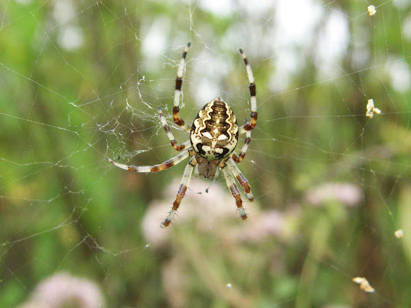 European garden spider | Project Noah