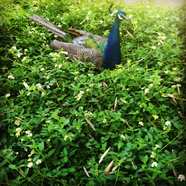 Peafowl Project | Project Noah
