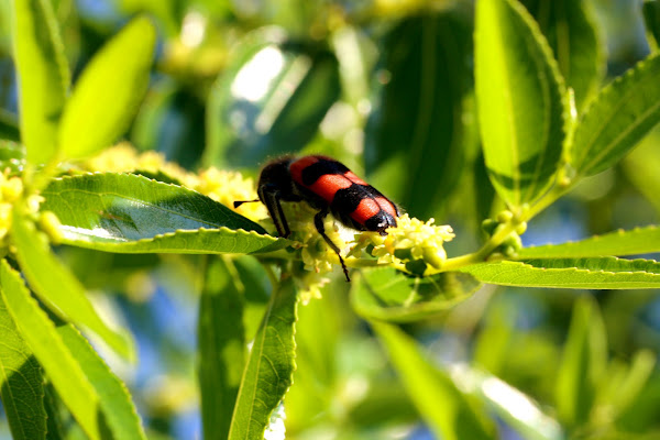 Bee-eating Beetle | Project Noah