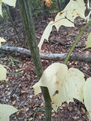 Striped Maple | Project Noah