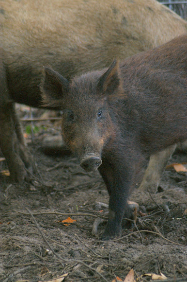 Feral Hog | Project Noah