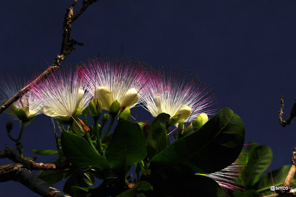 Fish Poison Tree | Project Noah