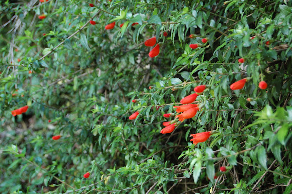 Chilca | Project Noah