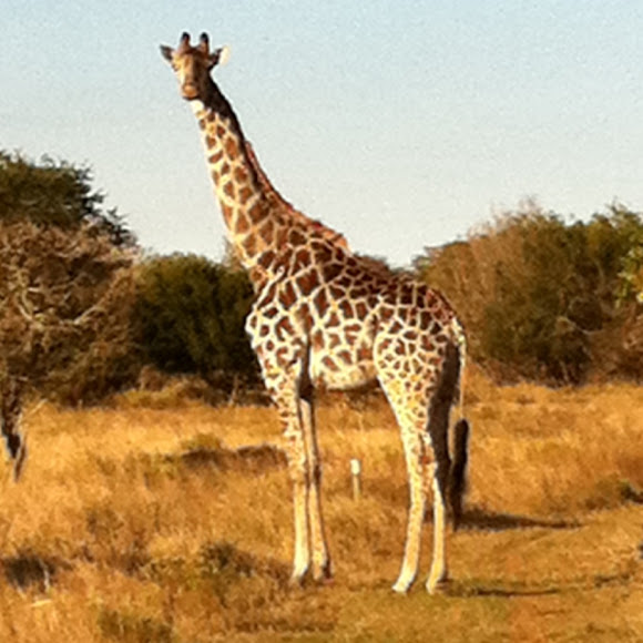 Giraffe | Project Noah