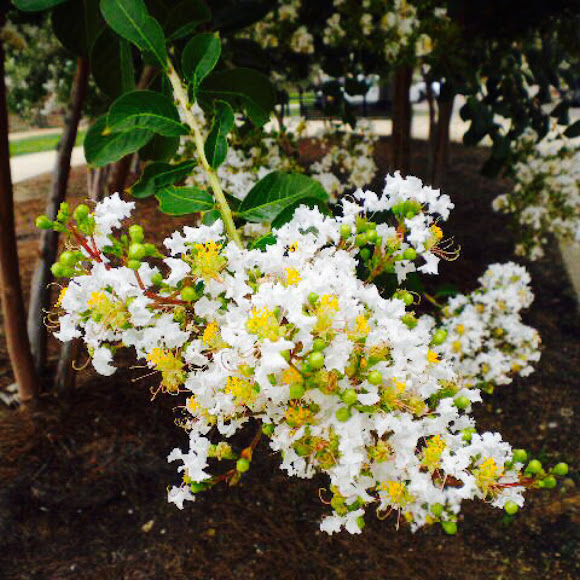 Crape Myrtle | Project Noah