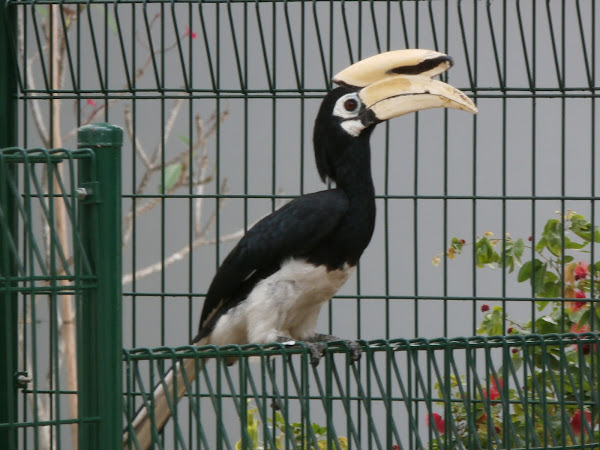 Oriental Pied Hornbill | Project Noah