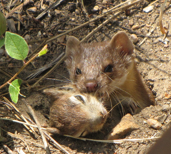 Long-tailed Weasel | Project Noah