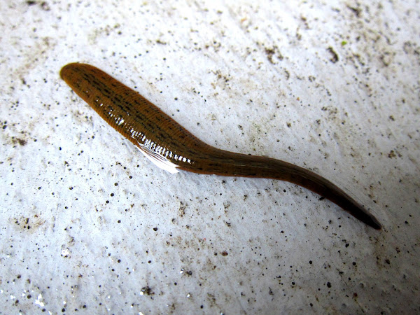 Freshwater Leech | Project Noah