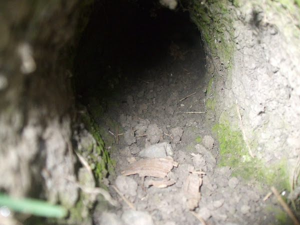 Stoat burrow | Project Noah