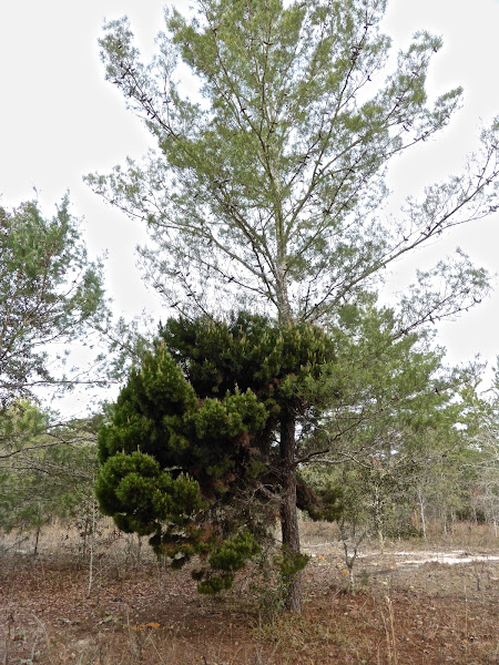 Florida Spruce Pine | Project Noah