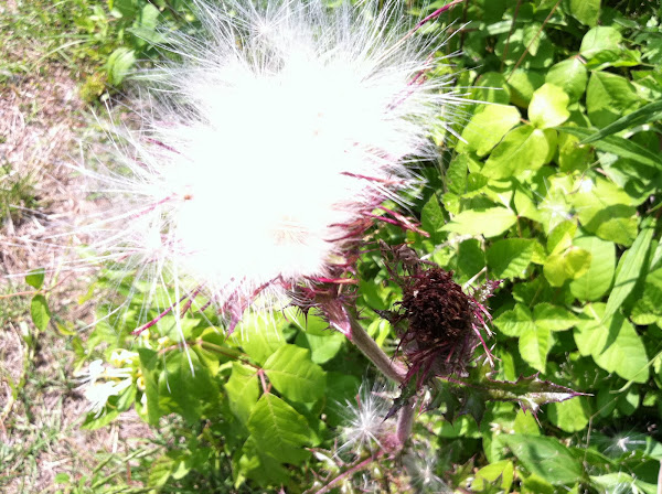 Thistle | Project Noah