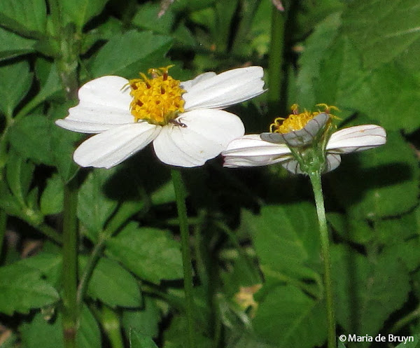 Amor seco | Project Noah