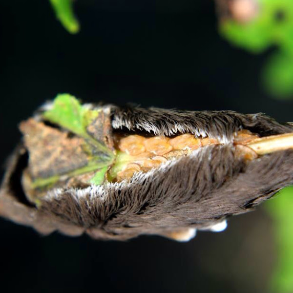 Asp Caterpillar | Project Noah