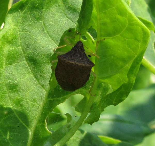 Shield Bug | Project Noah