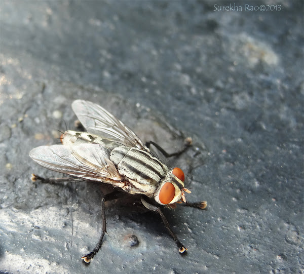 Flesh Fly | Project Noah