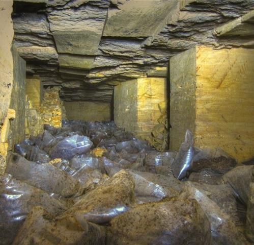 Field Trip - Odessa Catacombs
