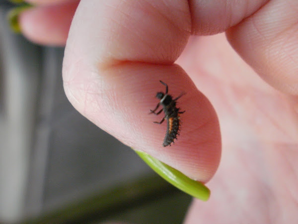 Ladybug Baby | Project Noah