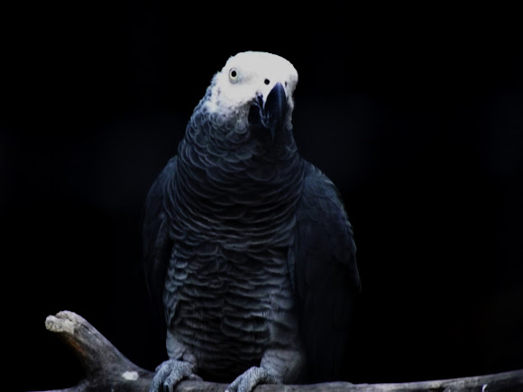 loro gris africano | Project Noah