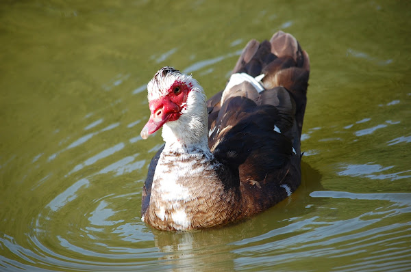 Domestic Muscovy | Project Noah