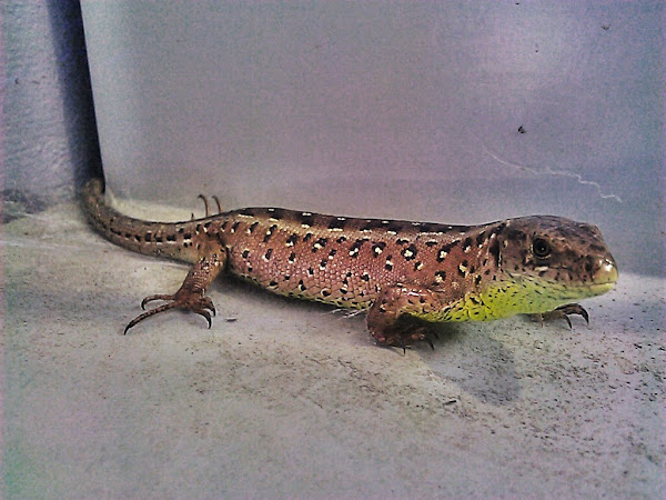 Sand Lizard | Project Noah