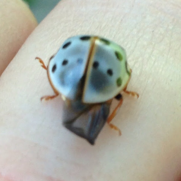 Lady bug / lady bird beetle | Project Noah