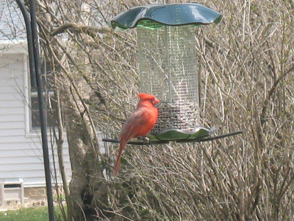 Northern Cardinal | Project Noah