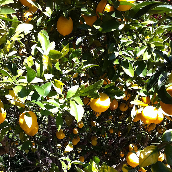 Lemon Tree | Project Noah