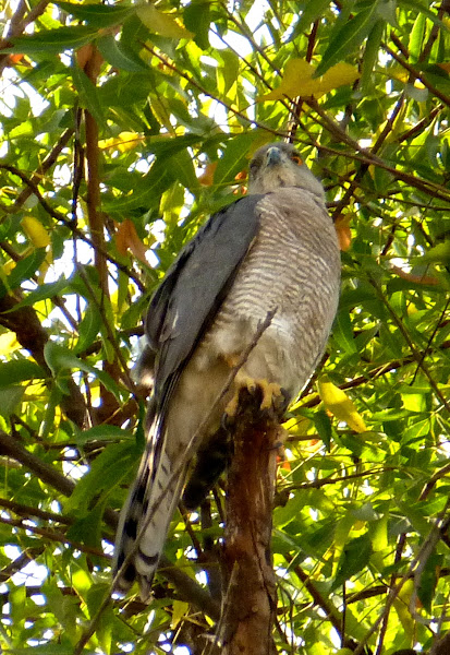 Shikra (female) | Project Noah