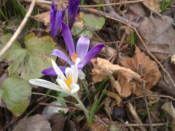 Albino Crocus | Project Noah