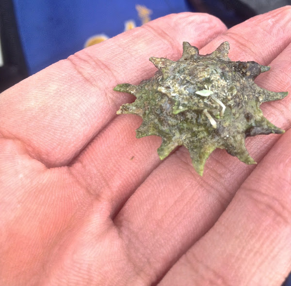 Long-spined Star Snail | Project Noah