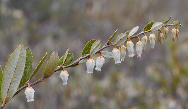 Leatherleaf | Project Noah