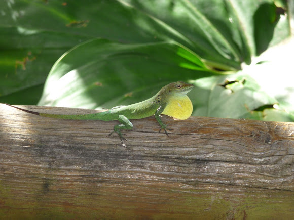 Guadeloupean anole | Project Noah