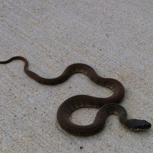 Blotched Water Snake | Project Noah