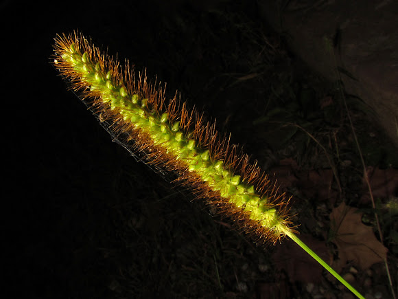 Knotroot Foxtail | Project Noah