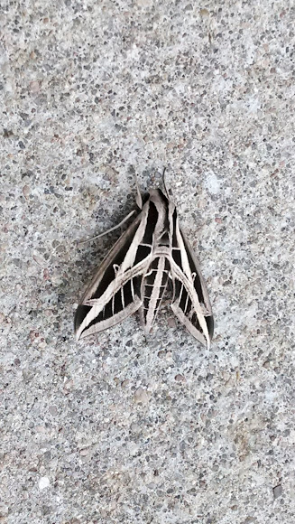 Banded Sphinx Moth | Project Noah