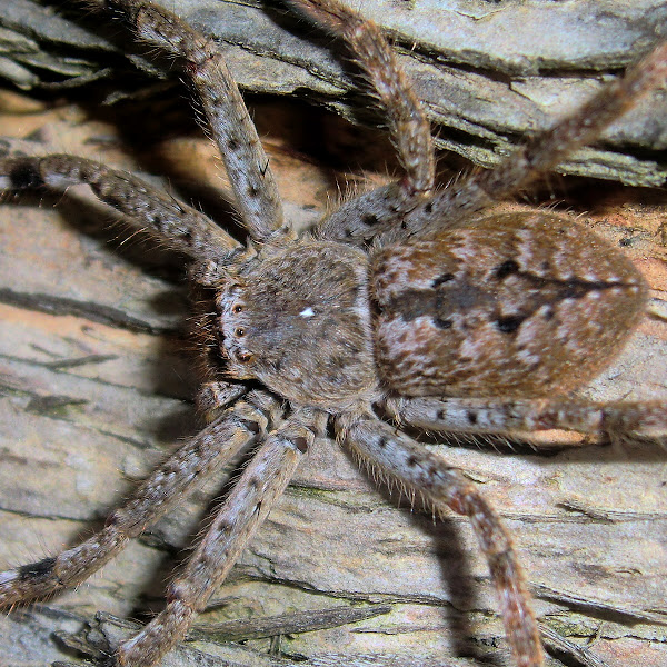 Badge Huntsman | Project Noah