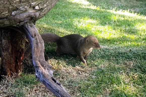 Small Asian Mongoose | Project Noah