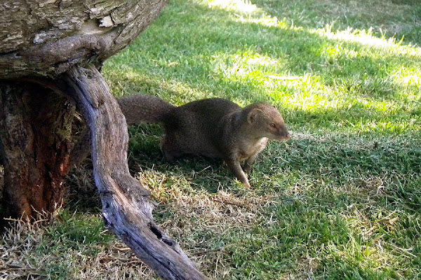 Small Asian Mongoose | Project Noah