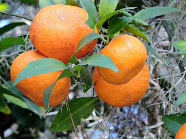 Tangerine | Project Noah