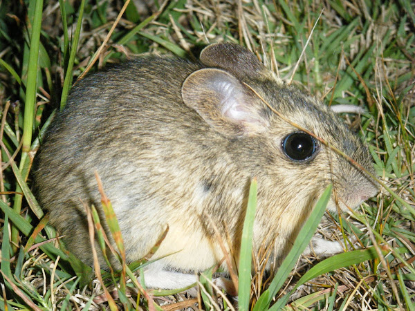 Rata Conejo - Coney Rat | Project Noah