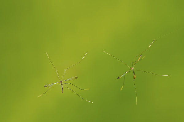 Phantom crane fly | Project Noah