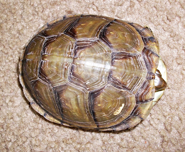 Three-toed box turtle | Project Noah