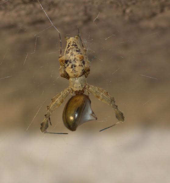 Feather legged spider | Project Noah