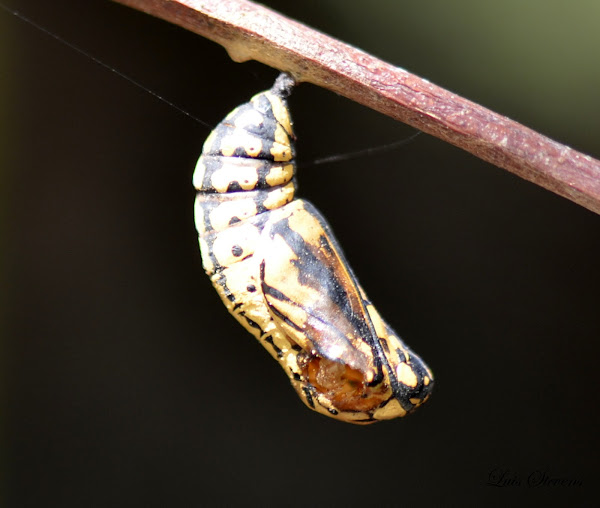 Chrysalis | Project Noah