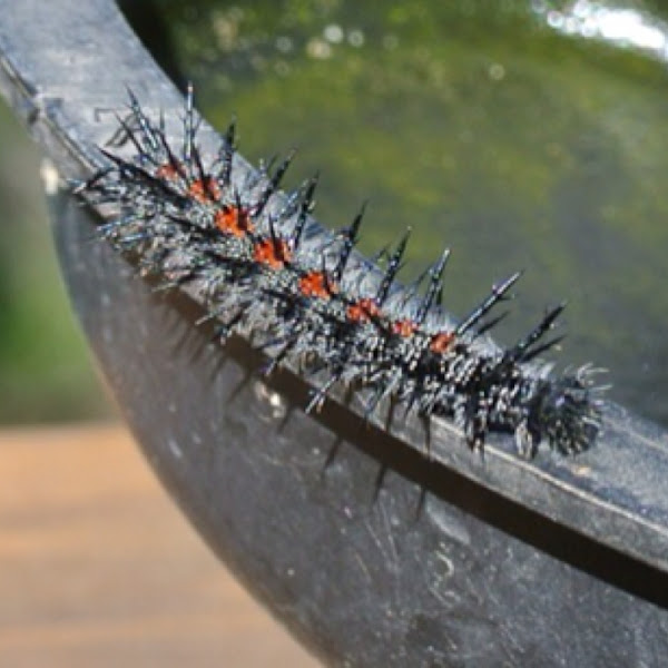 Spiny Elm Caterpillar/Mourning Cloak | Project Noah