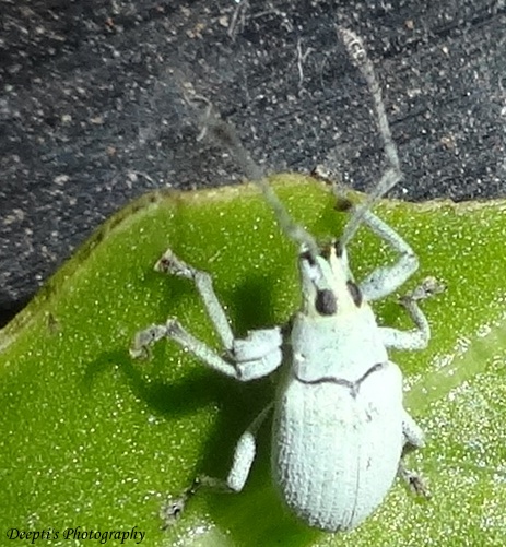 Pod Borer | Project Noah