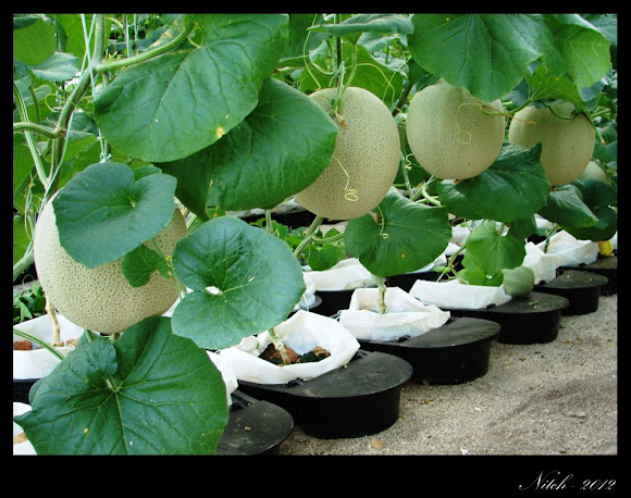 Rock Melon | Project Noah