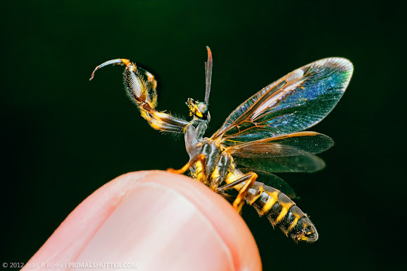 Mantisfly | Project Noah